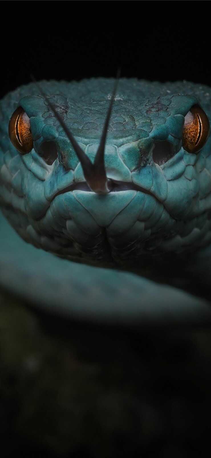 Snake Wallpapers (40 images) - WallpaperCat