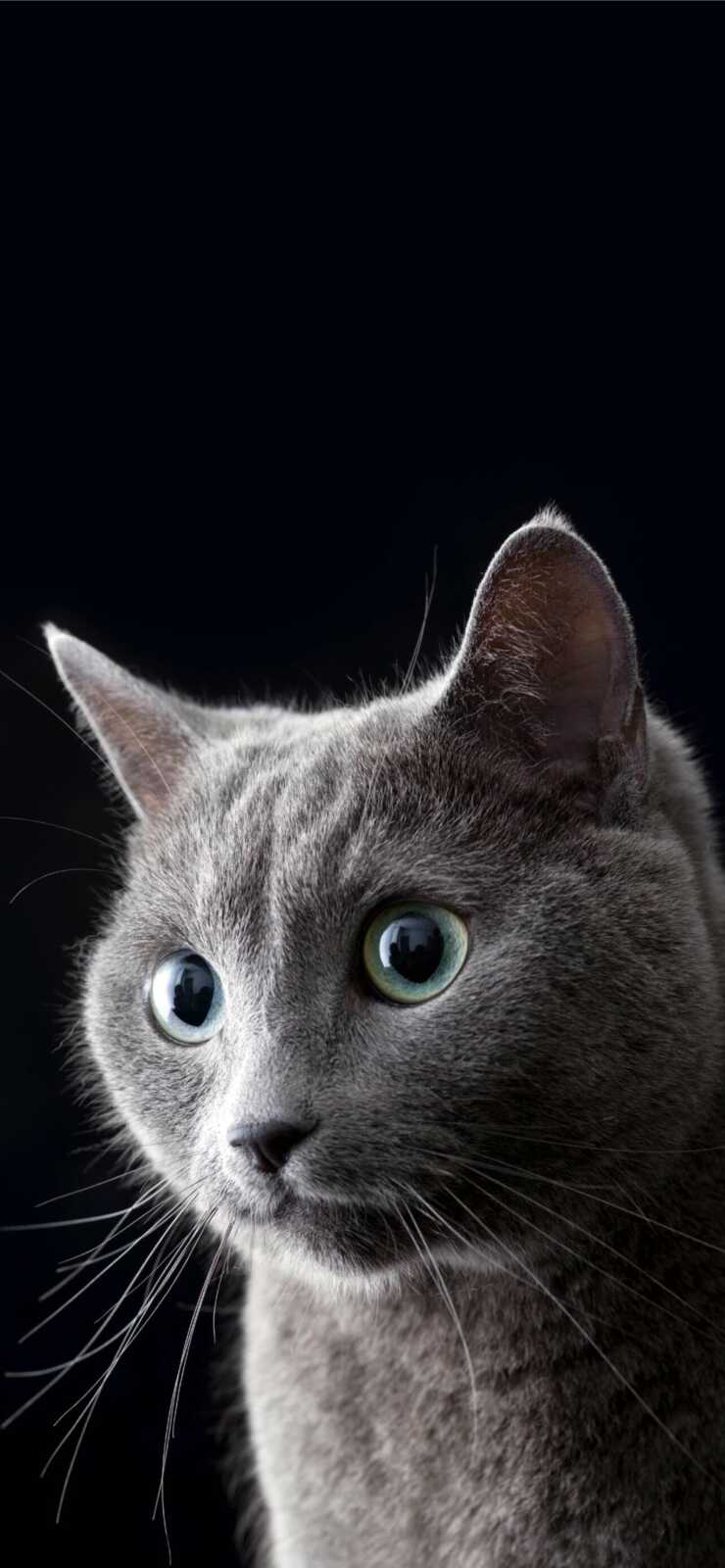 British Cat Wallpapers (36 images) - WallpaperCat