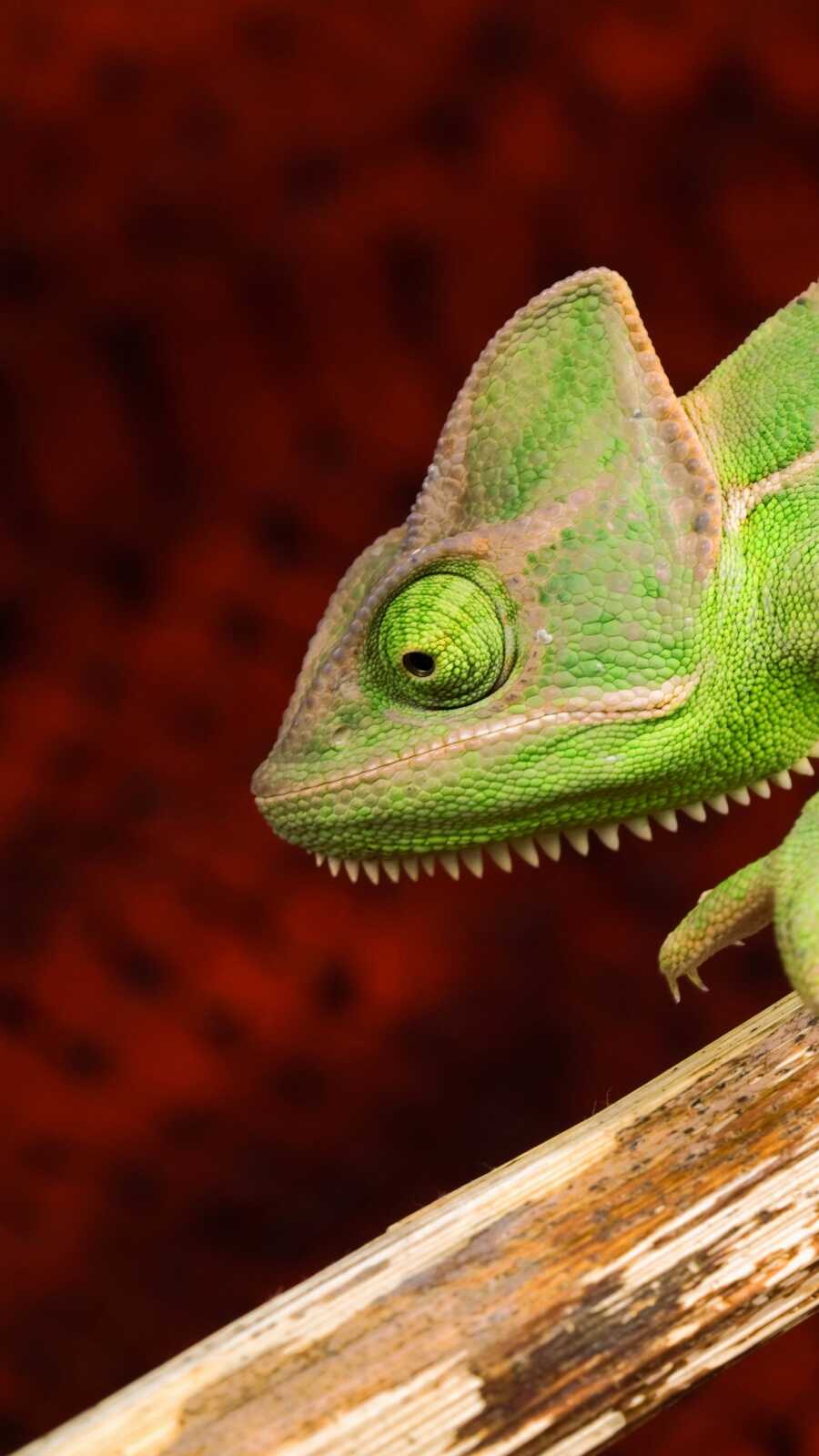 Lizard Wallpapers (56 images) - WallpaperCat