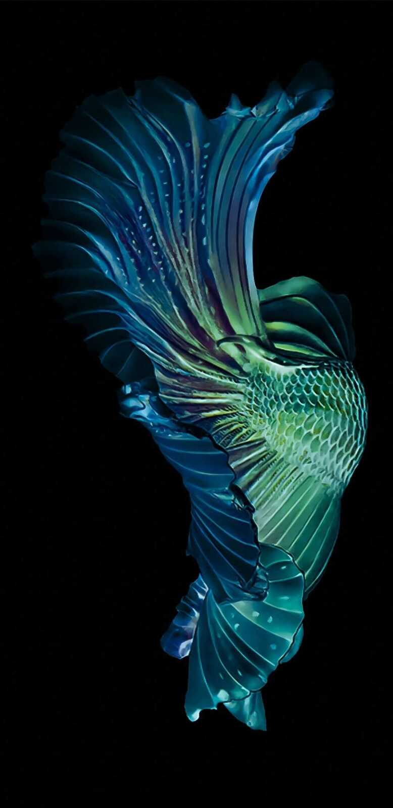 Fish Wallpapers (94 images) - WallpaperCat