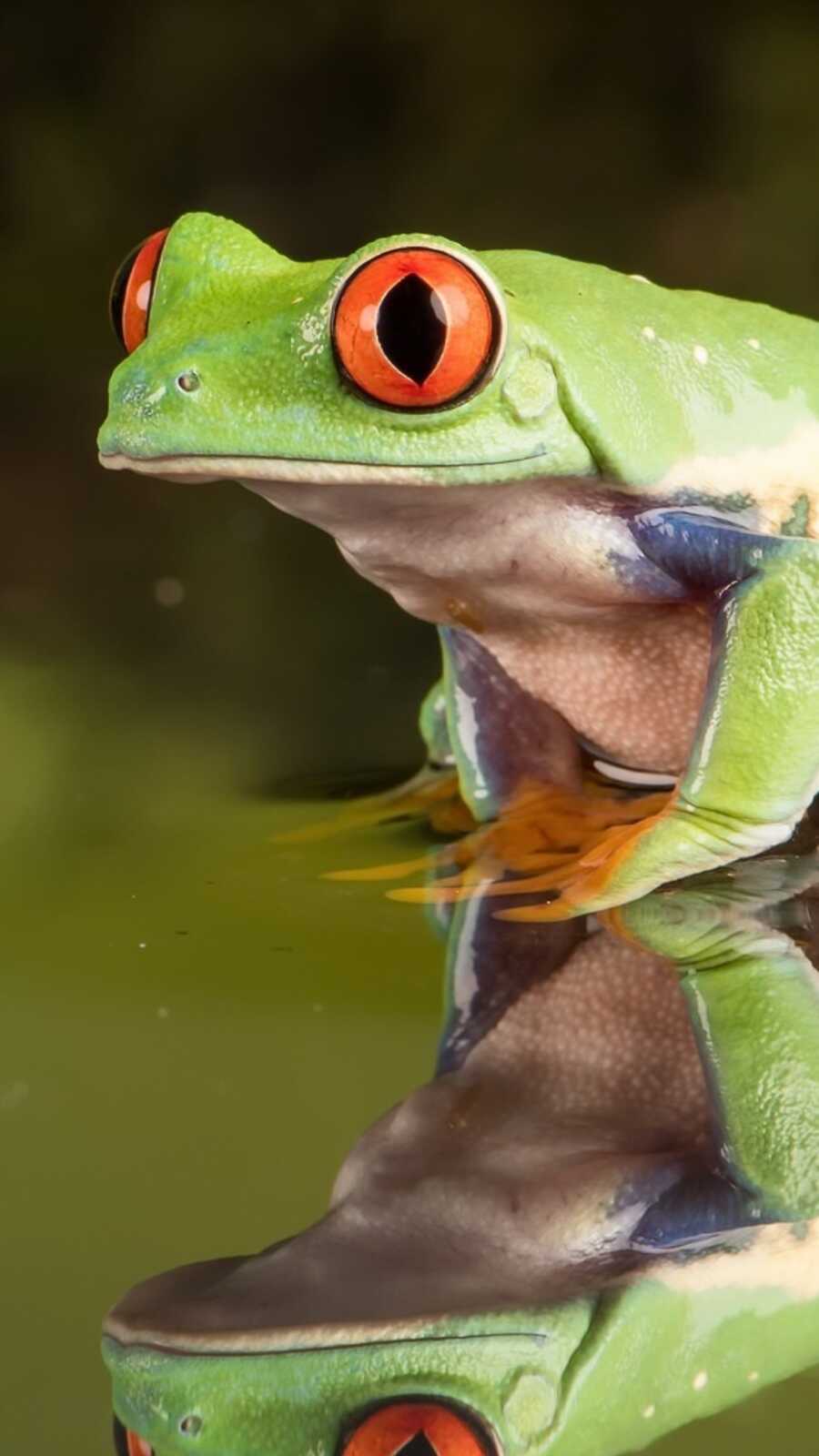 Red Eyed Tree Frog Wallpapers (63 images) - WallpaperCat