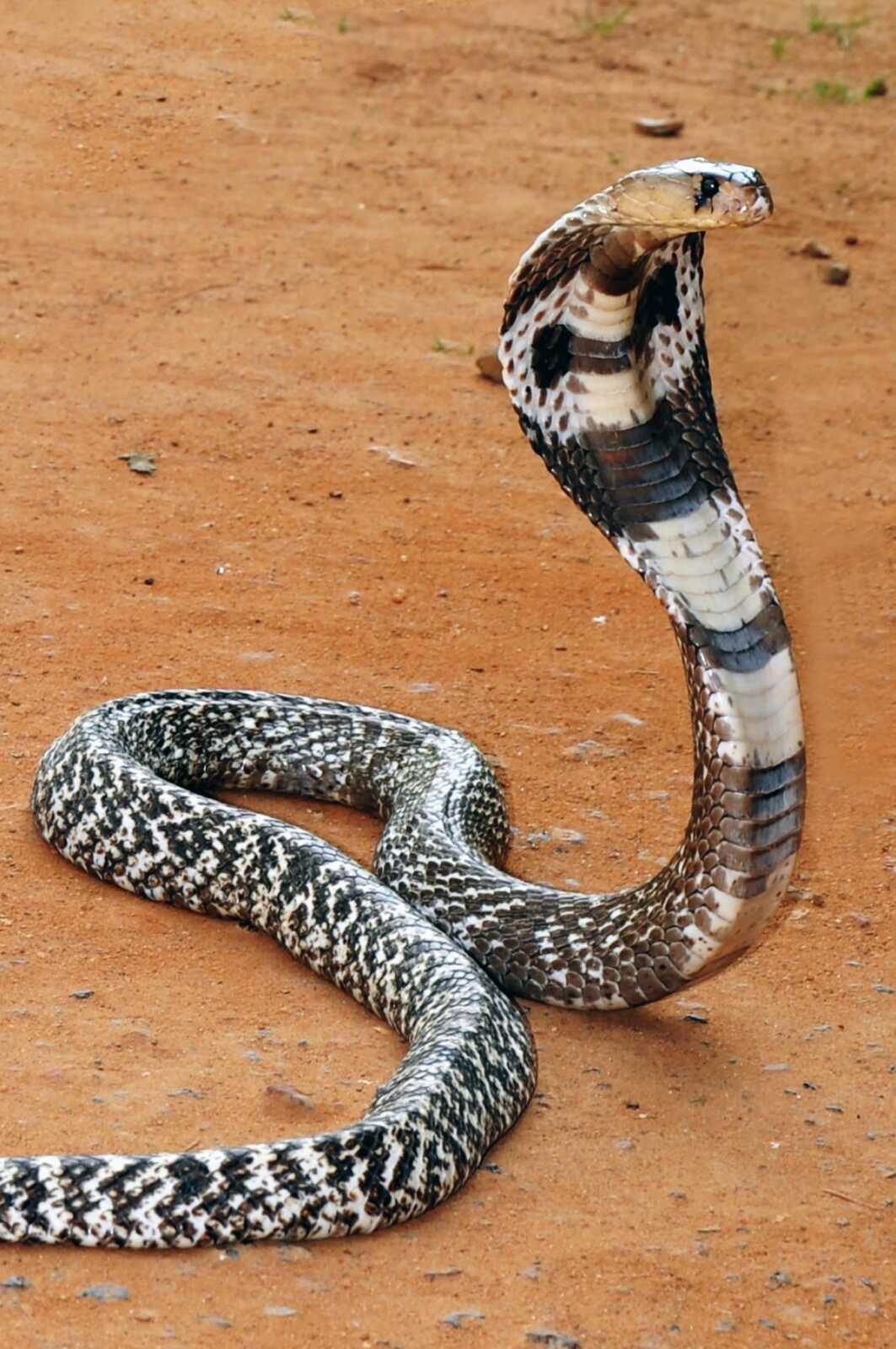 King Cobra Wallpapers (30 images) - WallpaperCat