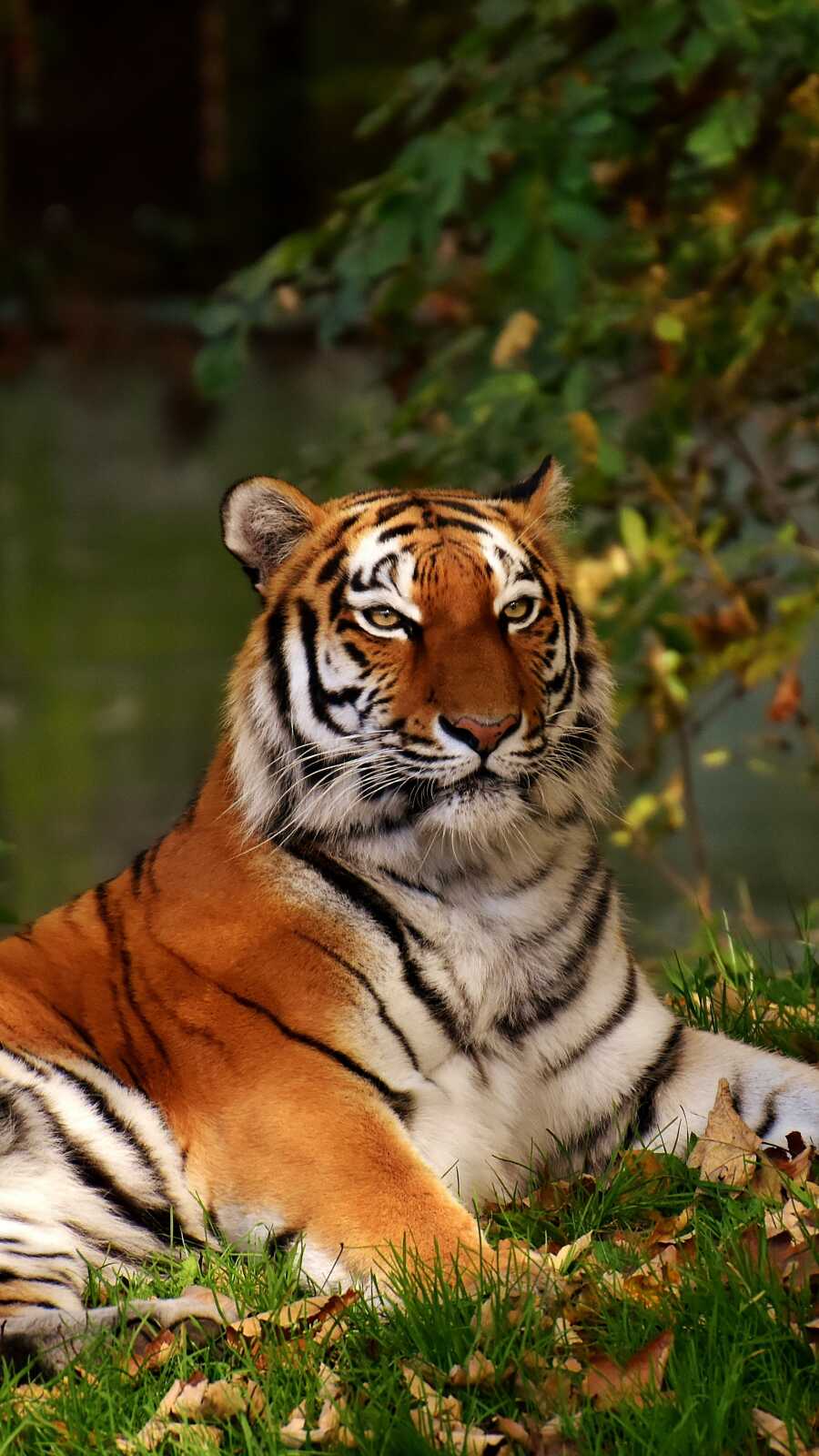 Wild Animals Wallpapers (52 images) - WallpaperCat