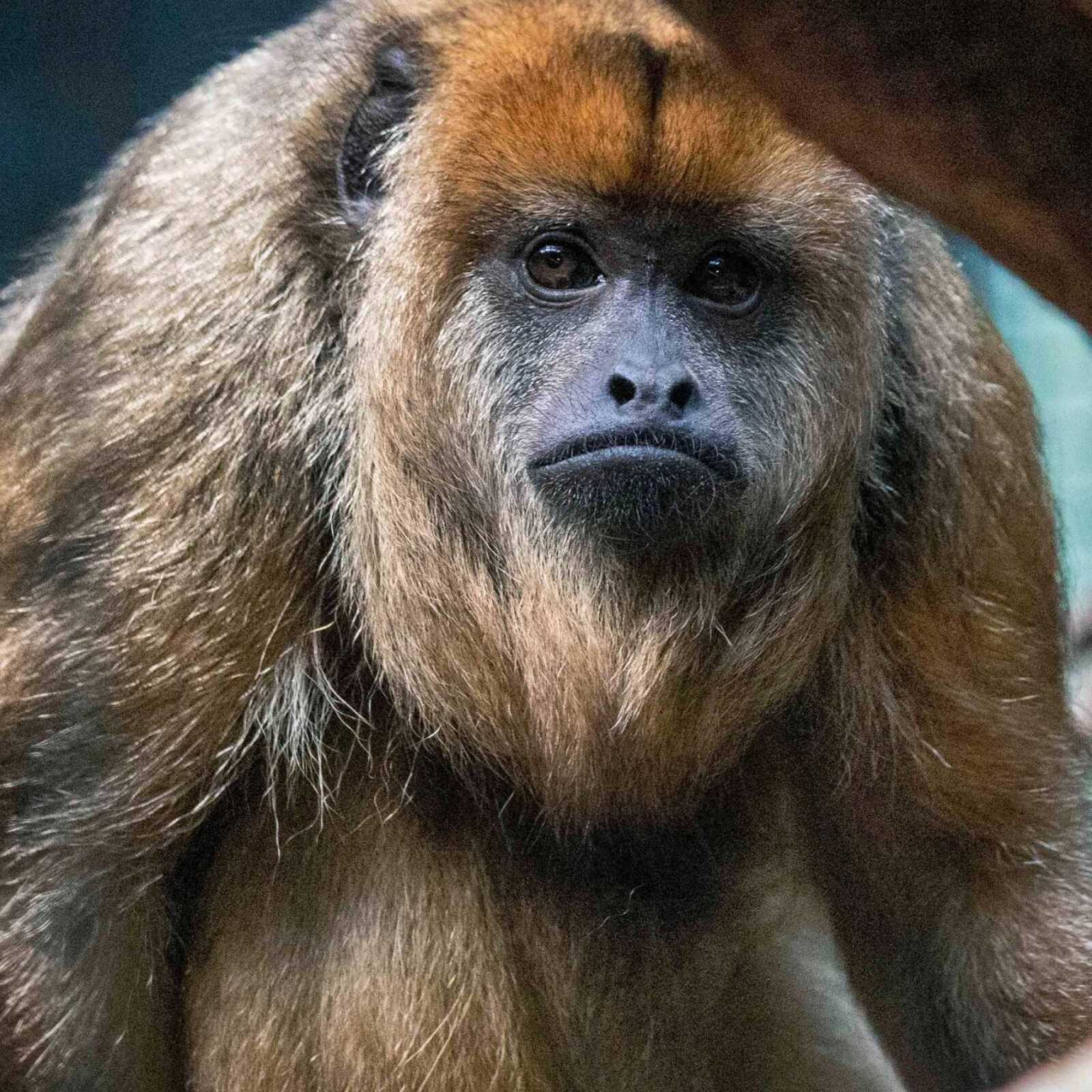 Howler Monkey Wallpapers (32 images) - WallpaperCat