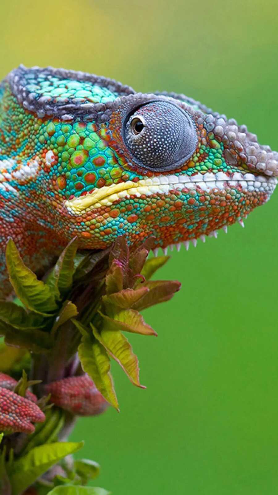 Lizard Wallpapers (56 images) - WallpaperCat
