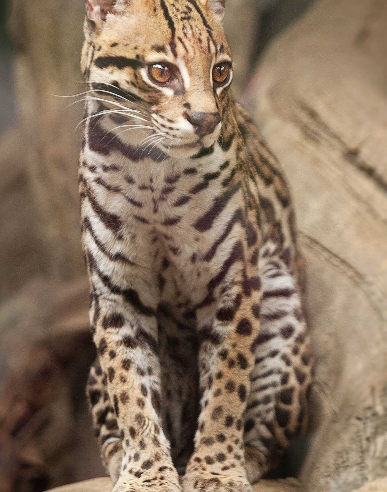 Ocelot Wallpapers (55 images) - WallpaperCat