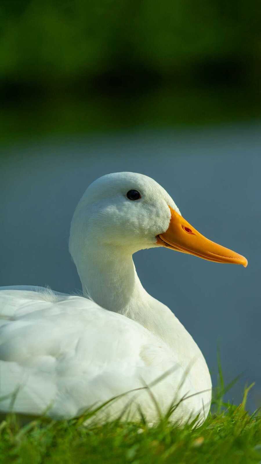 Duck Wallpapers (58 images) - WallpaperCat