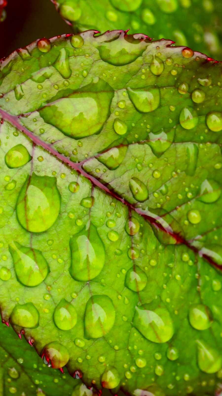 Go Green Wallpapers (48 images) - WallpaperCat