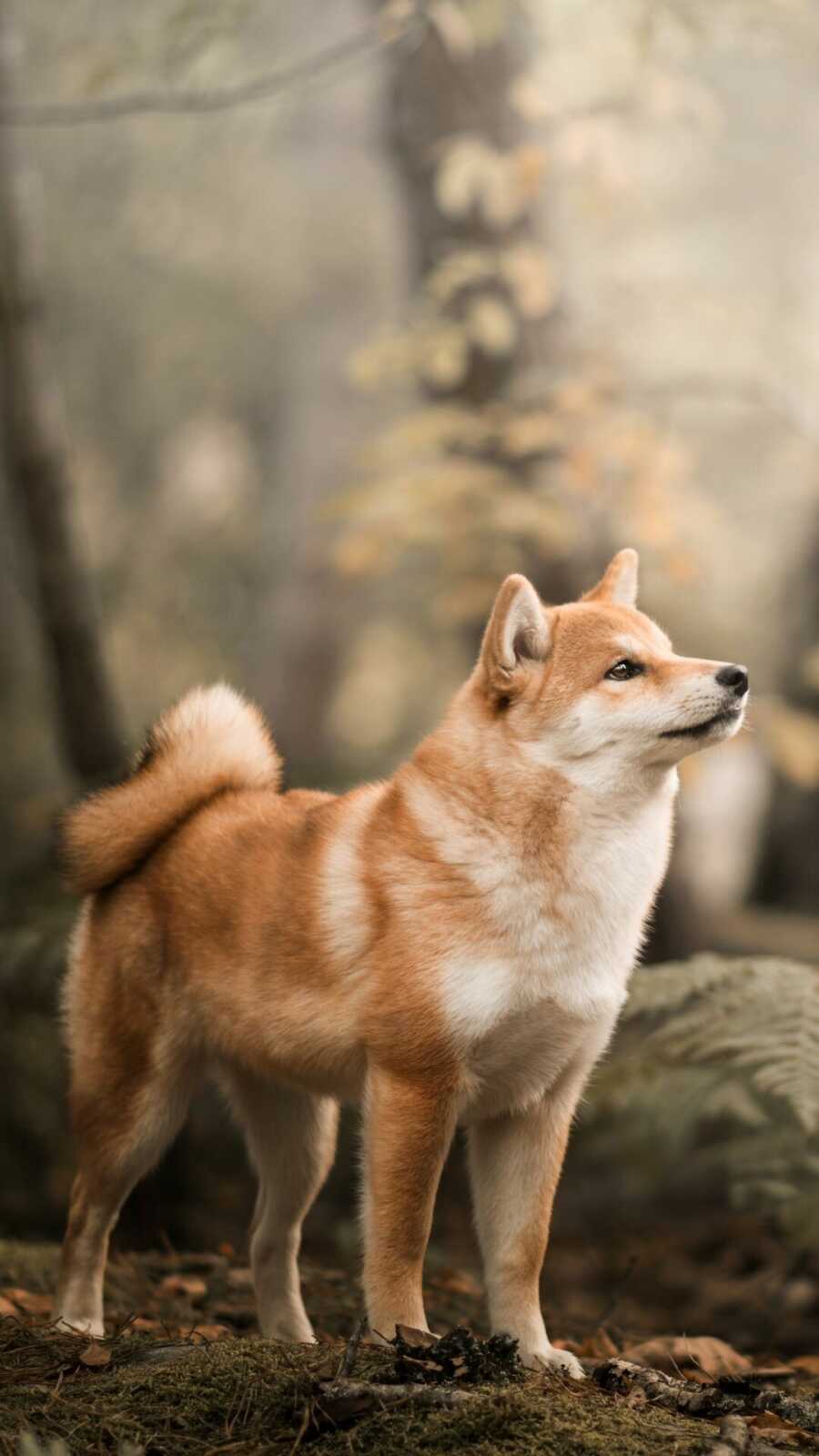 Shiba Inu Wallpapers (42 images) - WallpaperCat