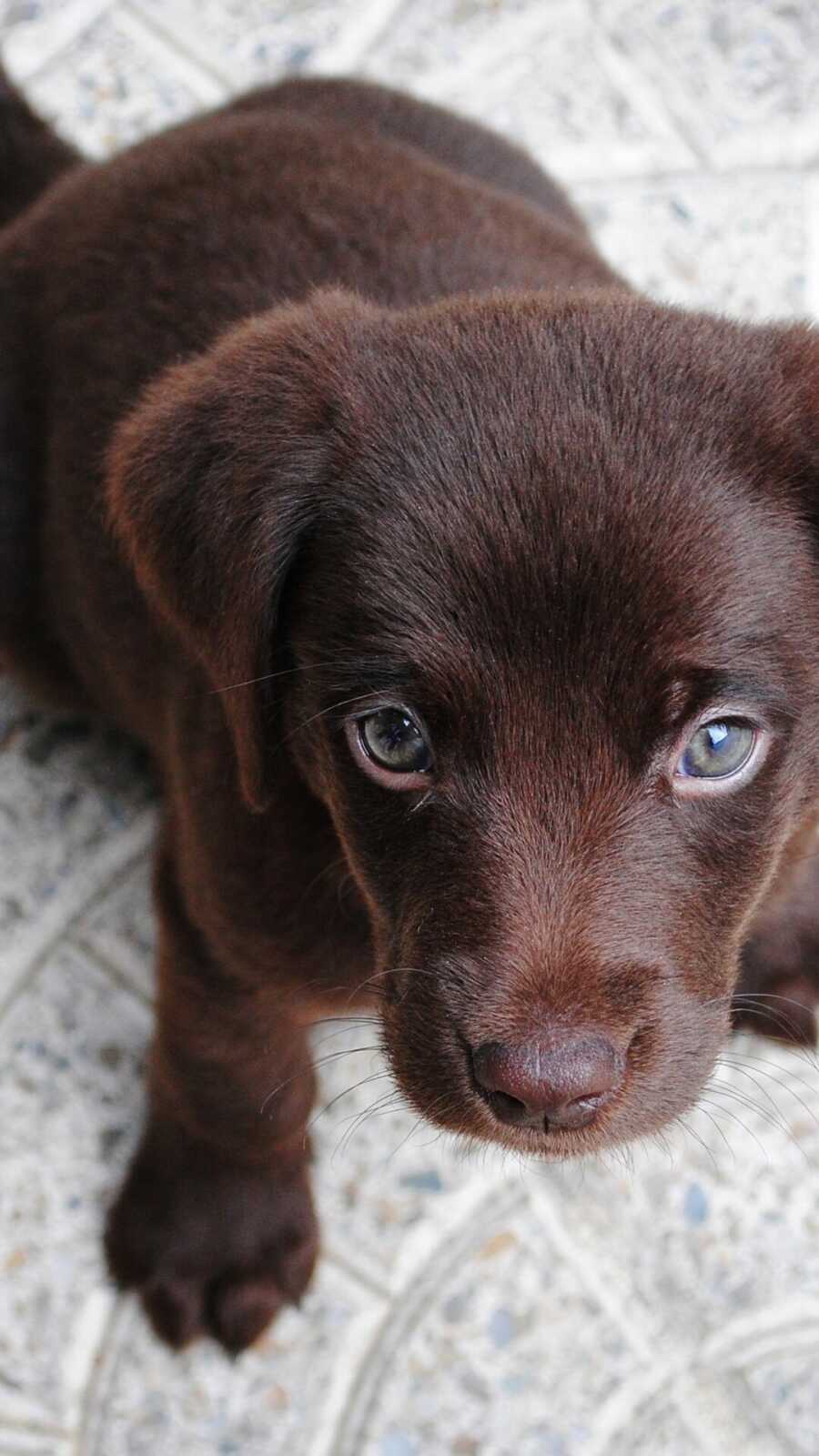 Labrador Wallpapers (42 images) - WallpaperCat
