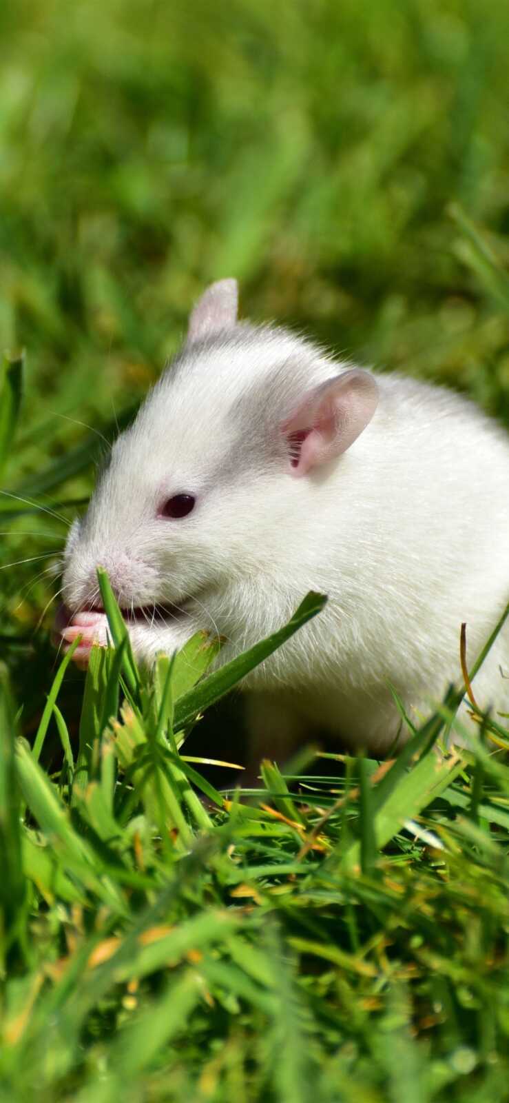 Rat Wallpapers (36 images) - WallpaperCat