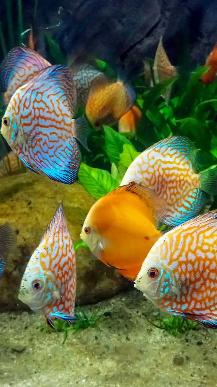 Tropical fish Wallpapers (51 images) - WallpaperCat
