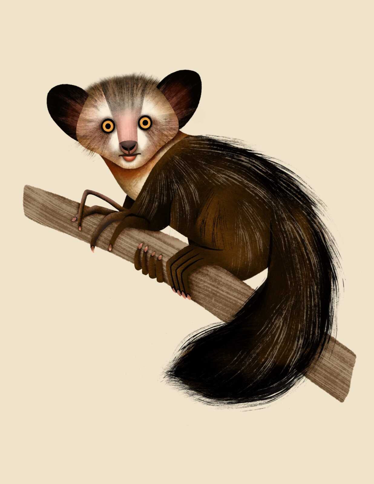 Aye Aye Wallpapers (34 images) - WallpaperCat
