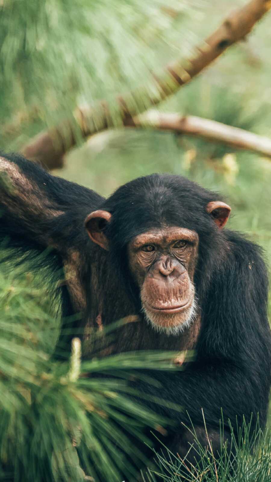 Chimpanzee Wallpapers (48 images) - WallpaperCat