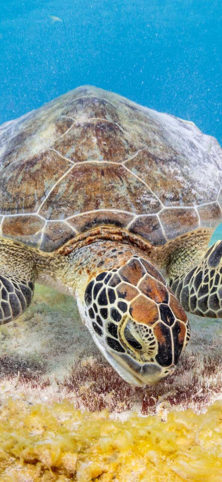 Turtle Wallpapers (47 images) - WallpaperCat
