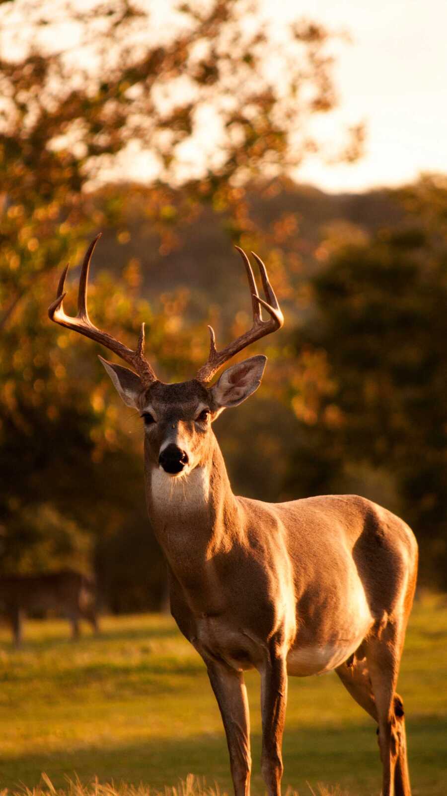 Deer Wallpapers (56 images) - WallpaperCat