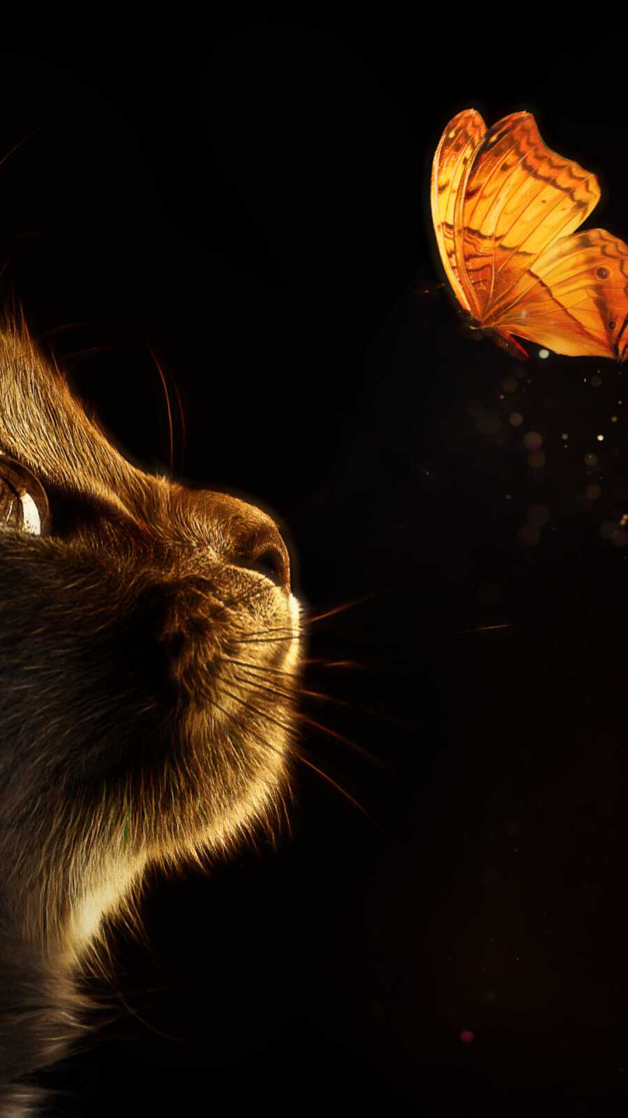 Butterfly Wallpapers (36 images) - WallpaperCat