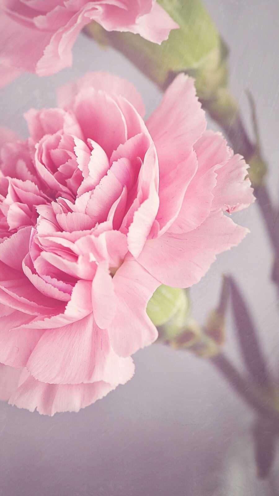 Carnation Wallpapers (30 images) - WallpaperCat
