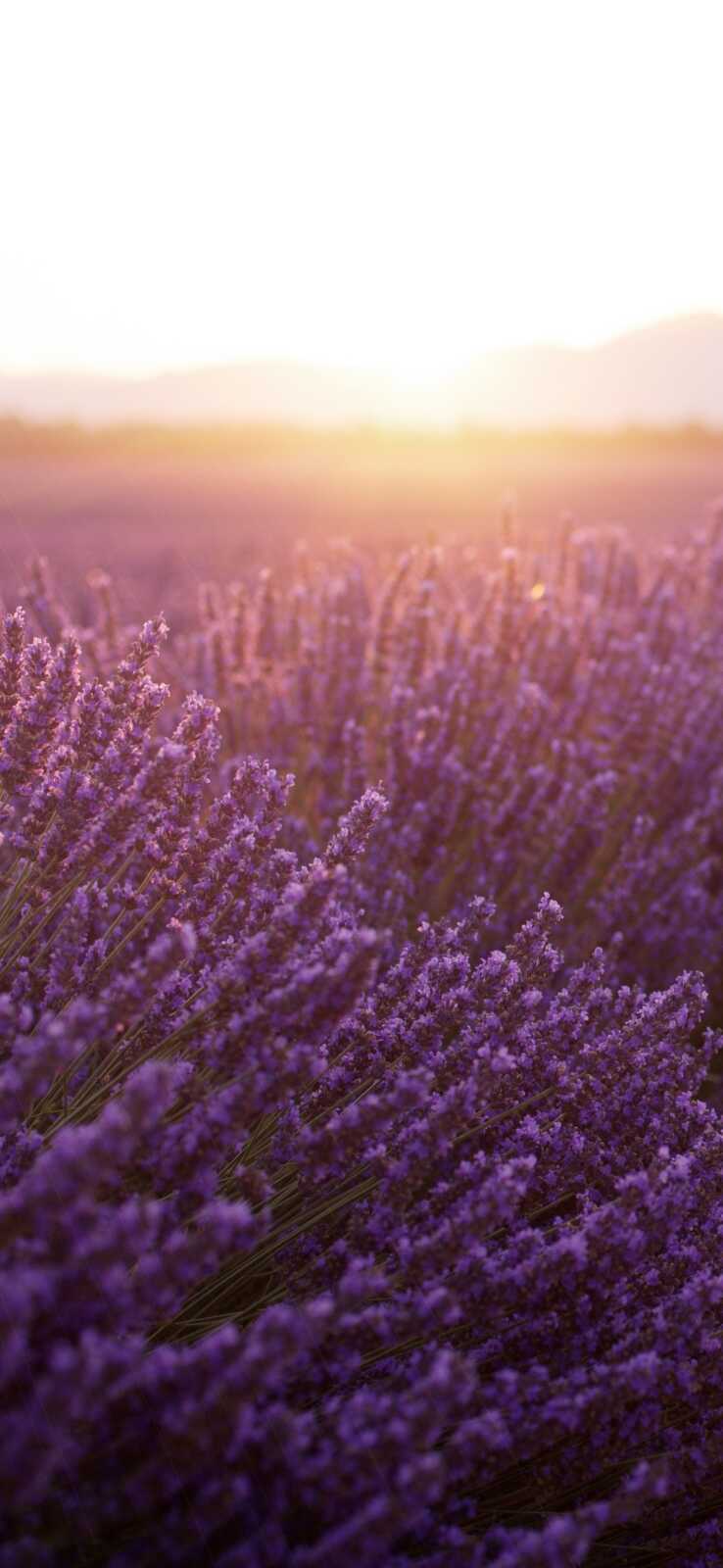 Lavender Wallpapers (97 images) - WallpaperCat