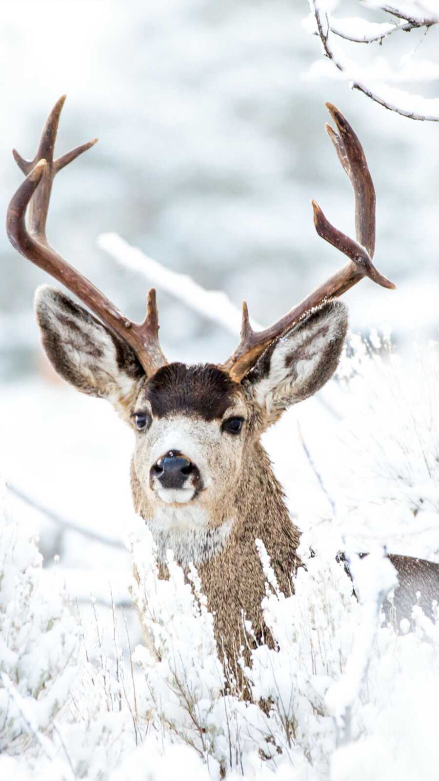 Deer Wallpapers (56 images) - WallpaperCat