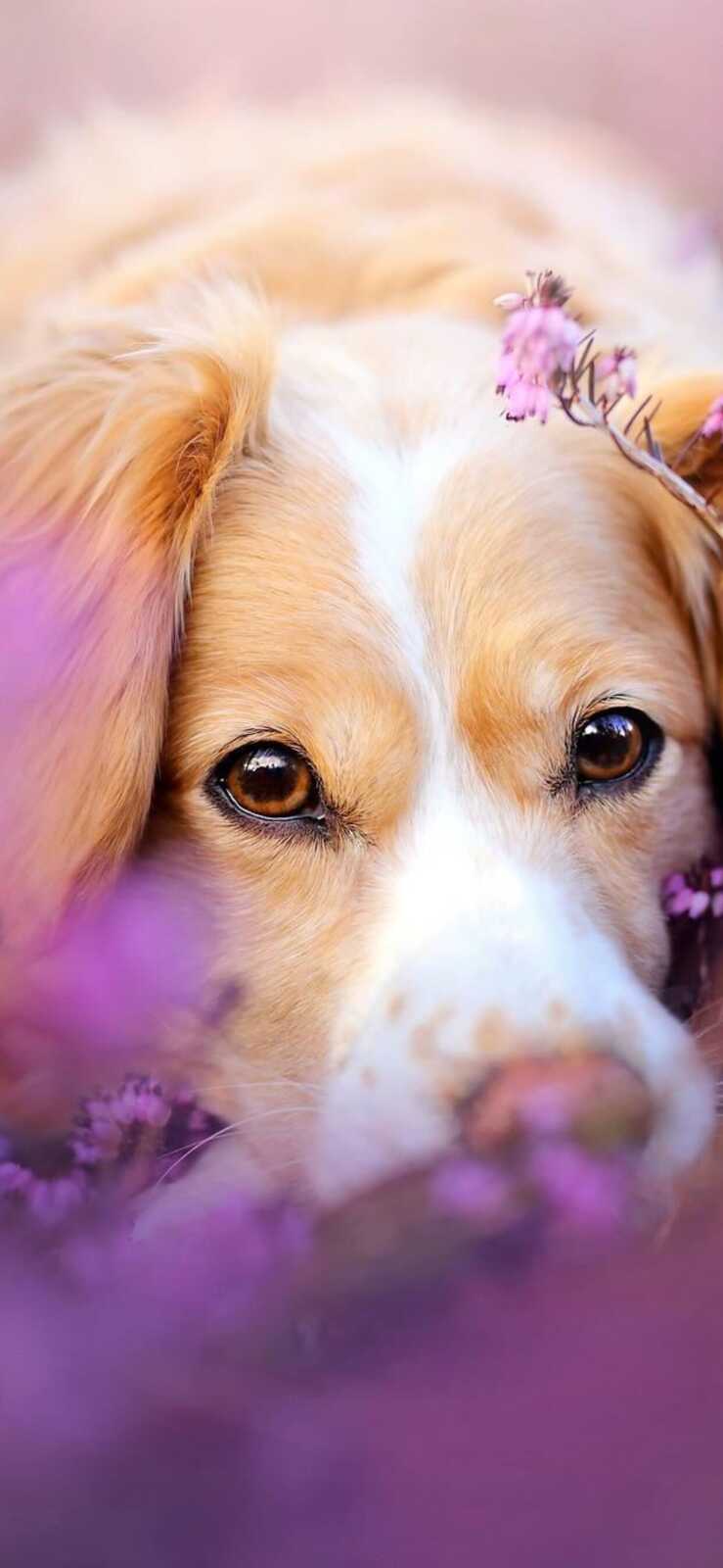 Cute Dog Wallpapers (60 images) - WallpaperCat