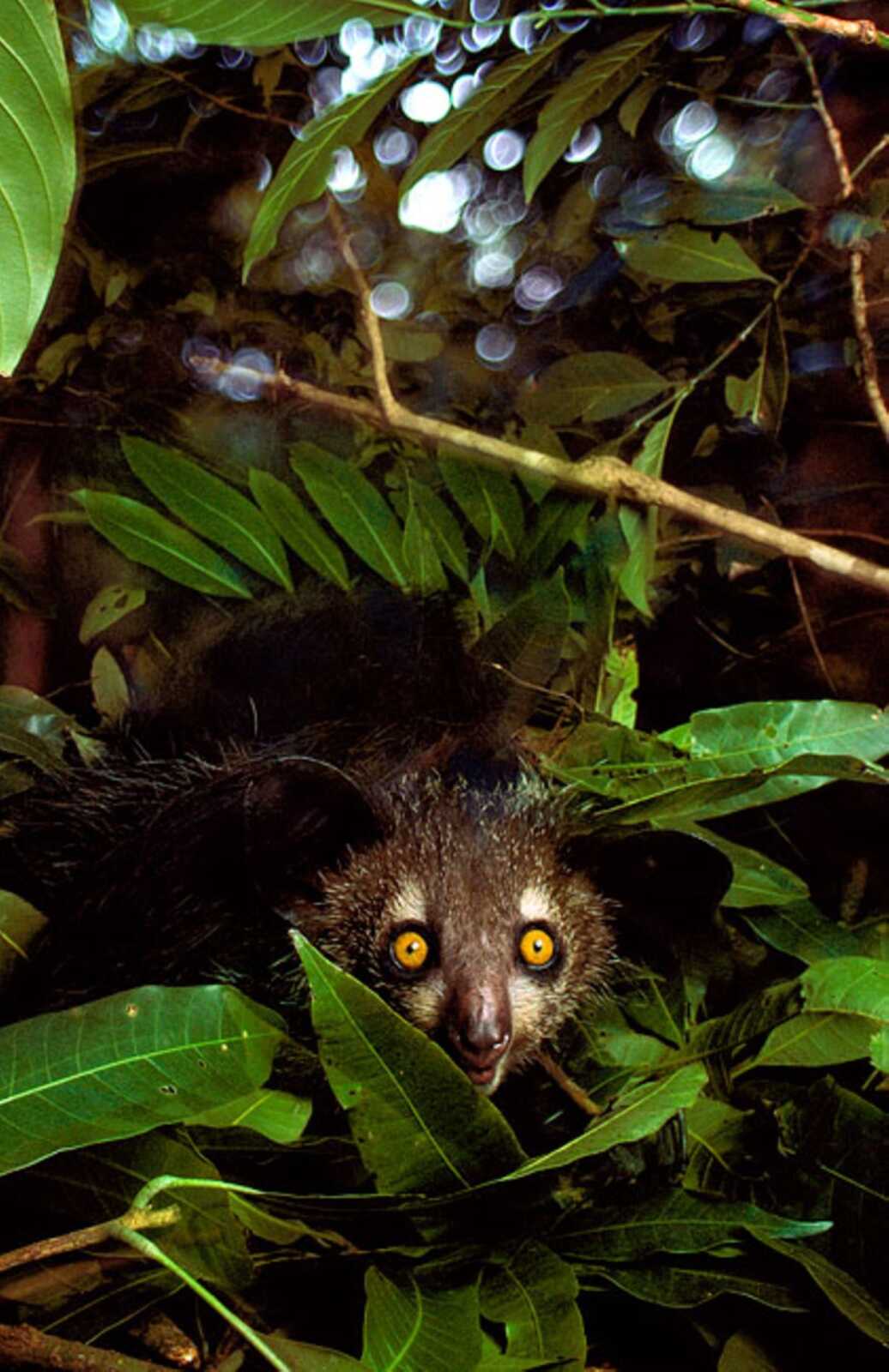 Aye Aye Wallpapers (34 images) - WallpaperCat