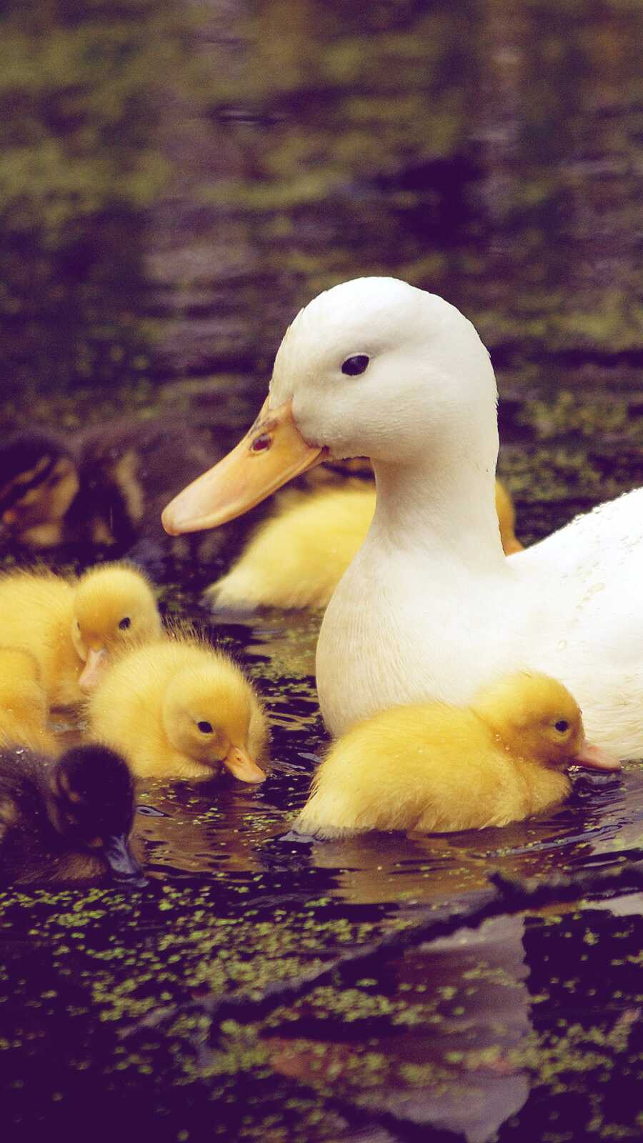 Duck Wallpapers (58 images) - WallpaperCat