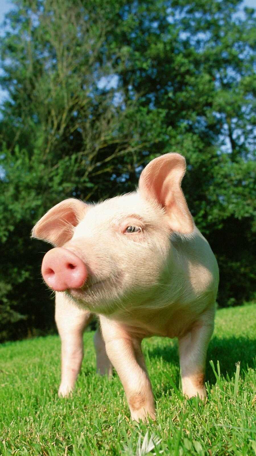 Pig Wallpapers (45 images) - WallpaperCat