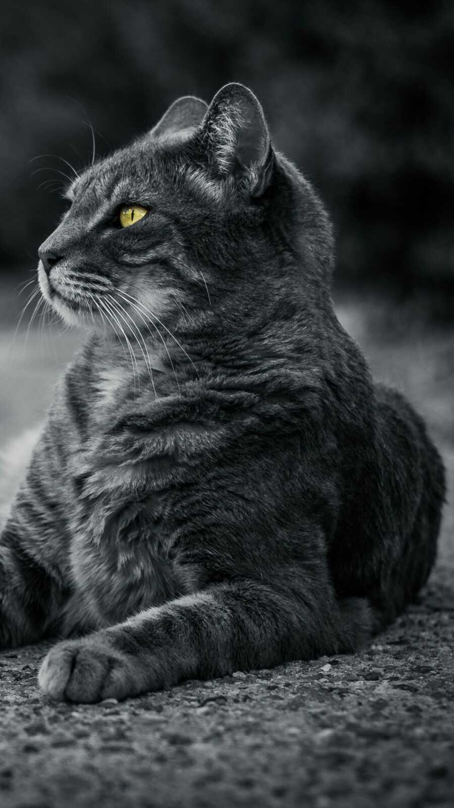 Cat Wallpapers (148 images) - WallpaperCat