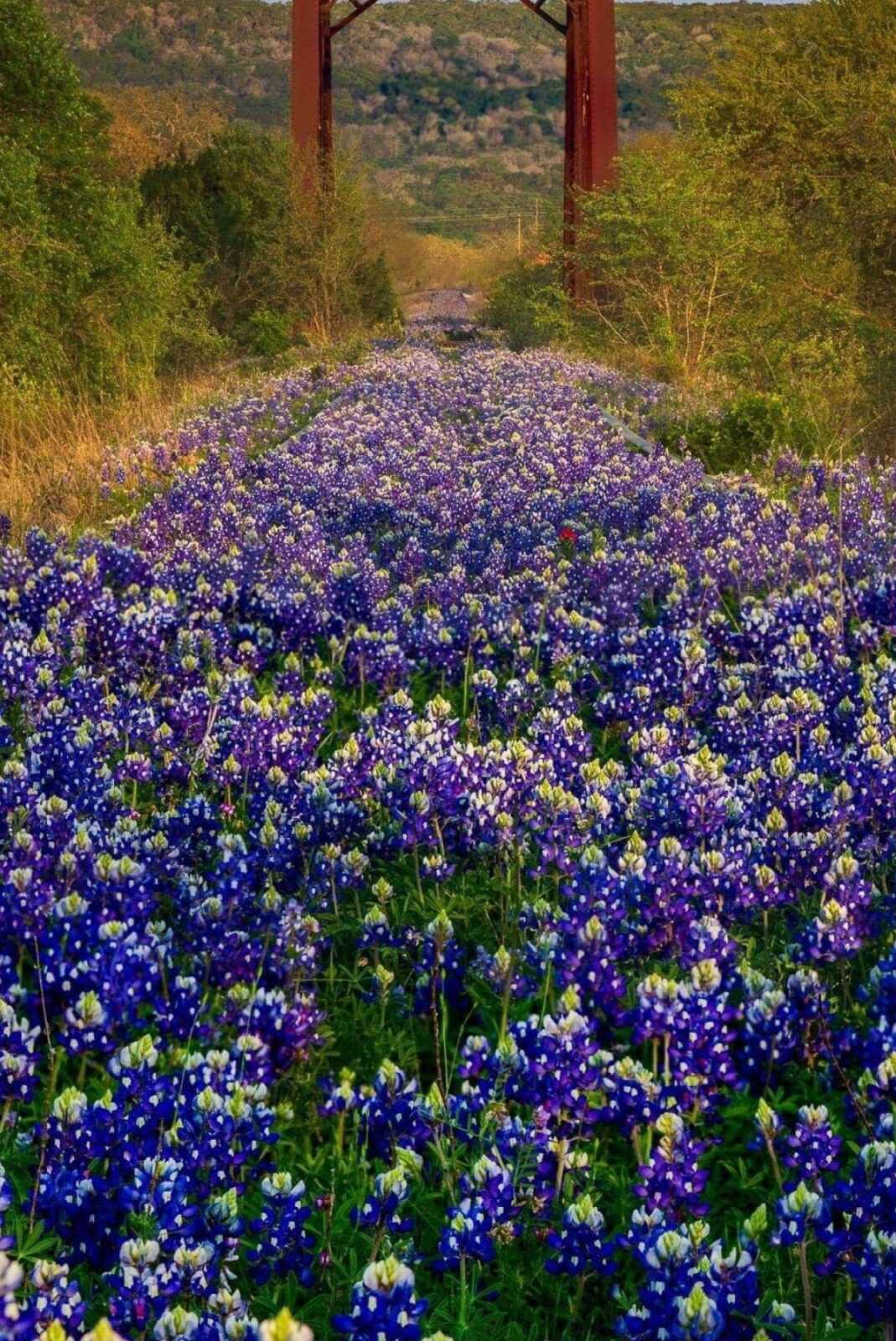 Bluebonnet Wallpapers (44 images) - WallpaperCat