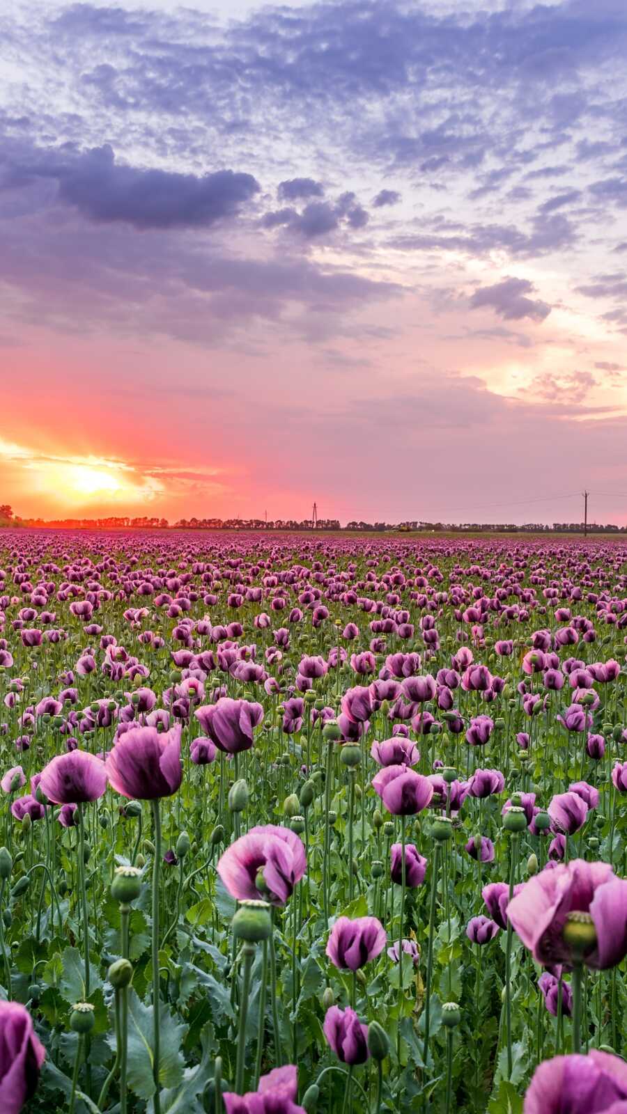 Flower Field Wallpapers (53 images) - WallpaperCat