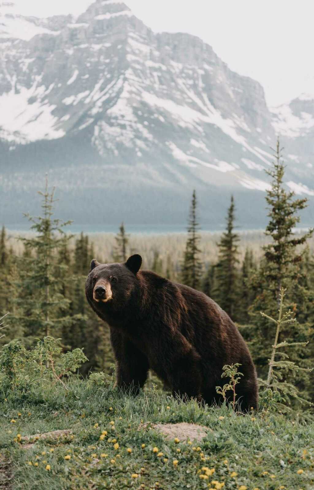 Bear Wallpapers (97 images) - WallpaperCat
