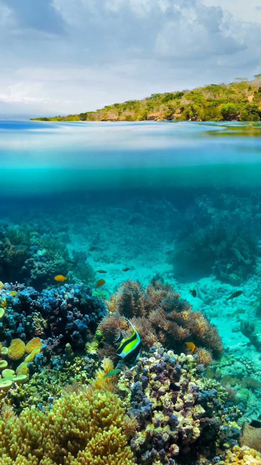 Coral Reef Wallpapers (80 images) - WallpaperCat
