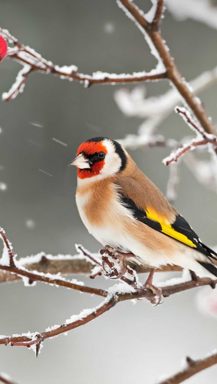 Bird Wallpapers (109 images) - WallpaperCat