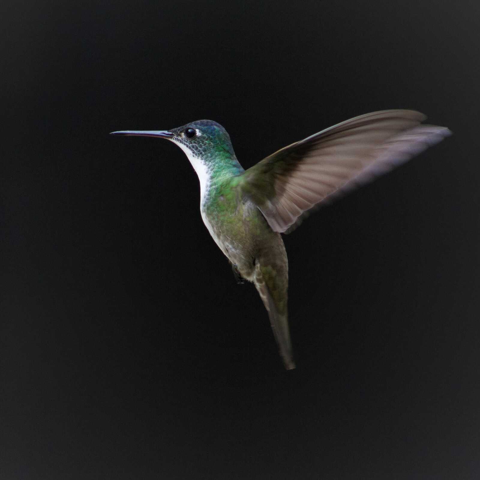 Hummingbird Wallpapers (51 images) - WallpaperCat