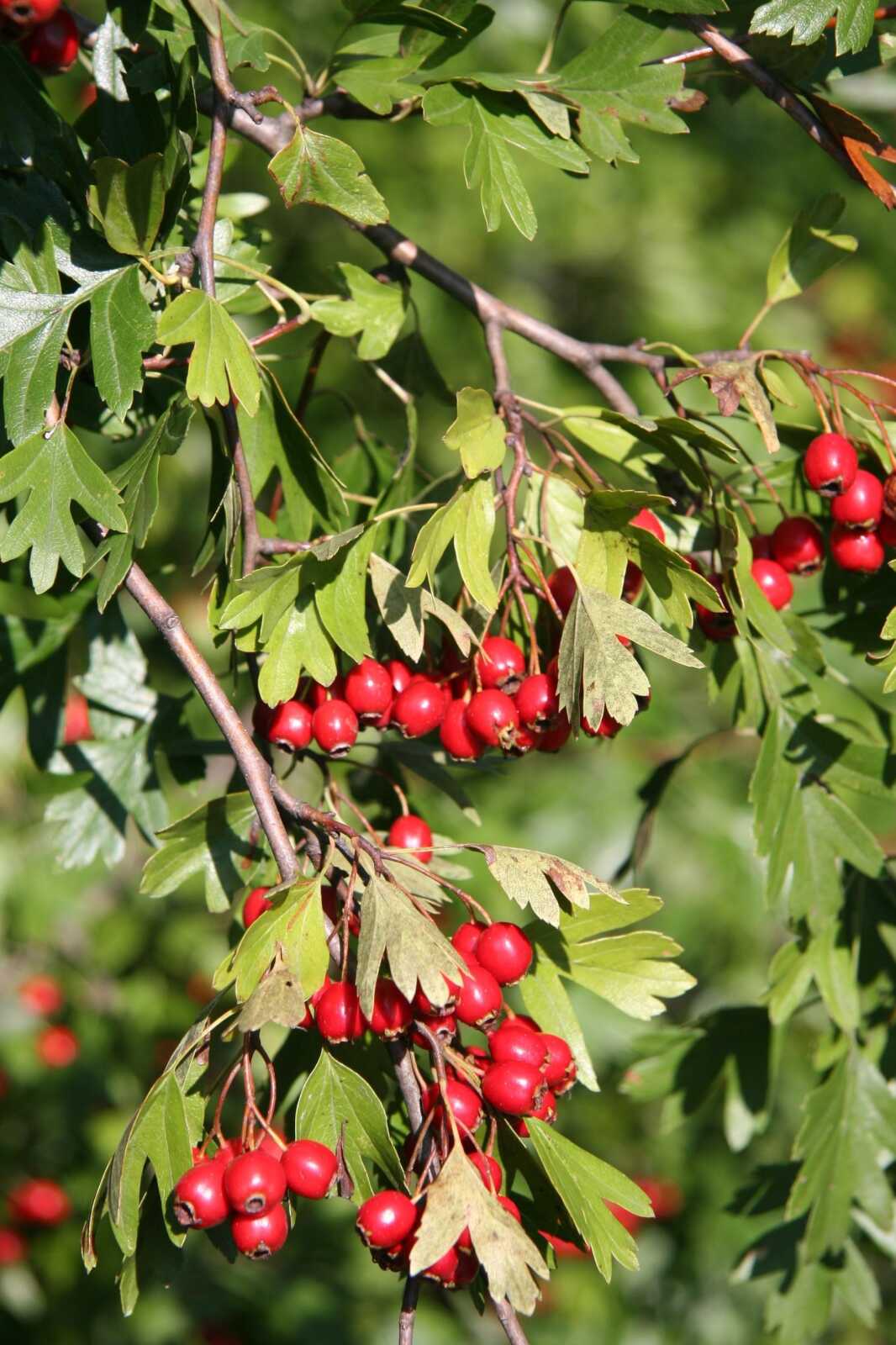 Hawthorn Tree Wallpapers (23 images) - WallpaperCat