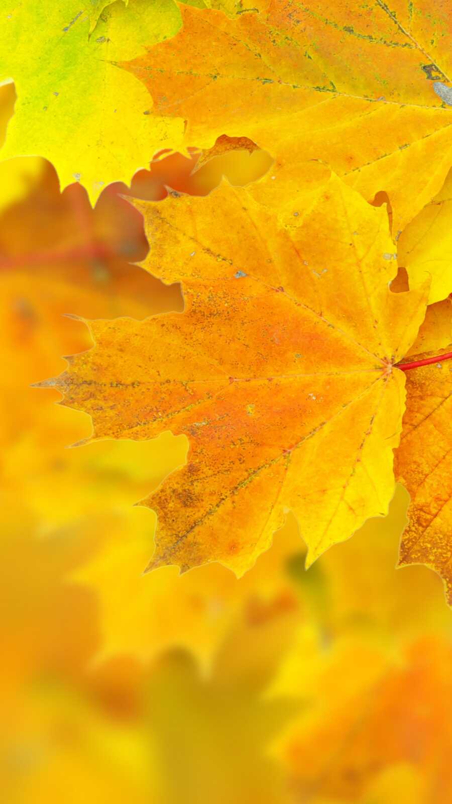 Maple Leaf Wallpapers (112 images) - WallpaperCat