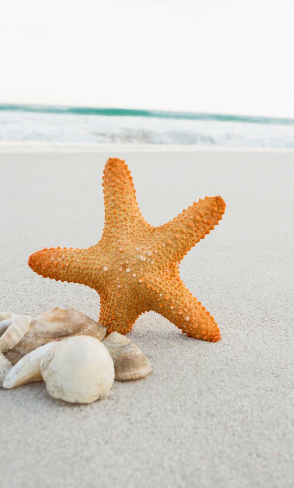 Starfish Wallpapers (62 images) - WallpaperCat