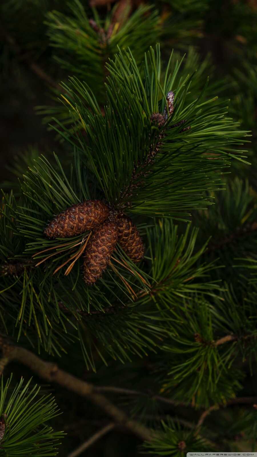 Pine Tree Wallpapers (80 images) - WallpaperCat