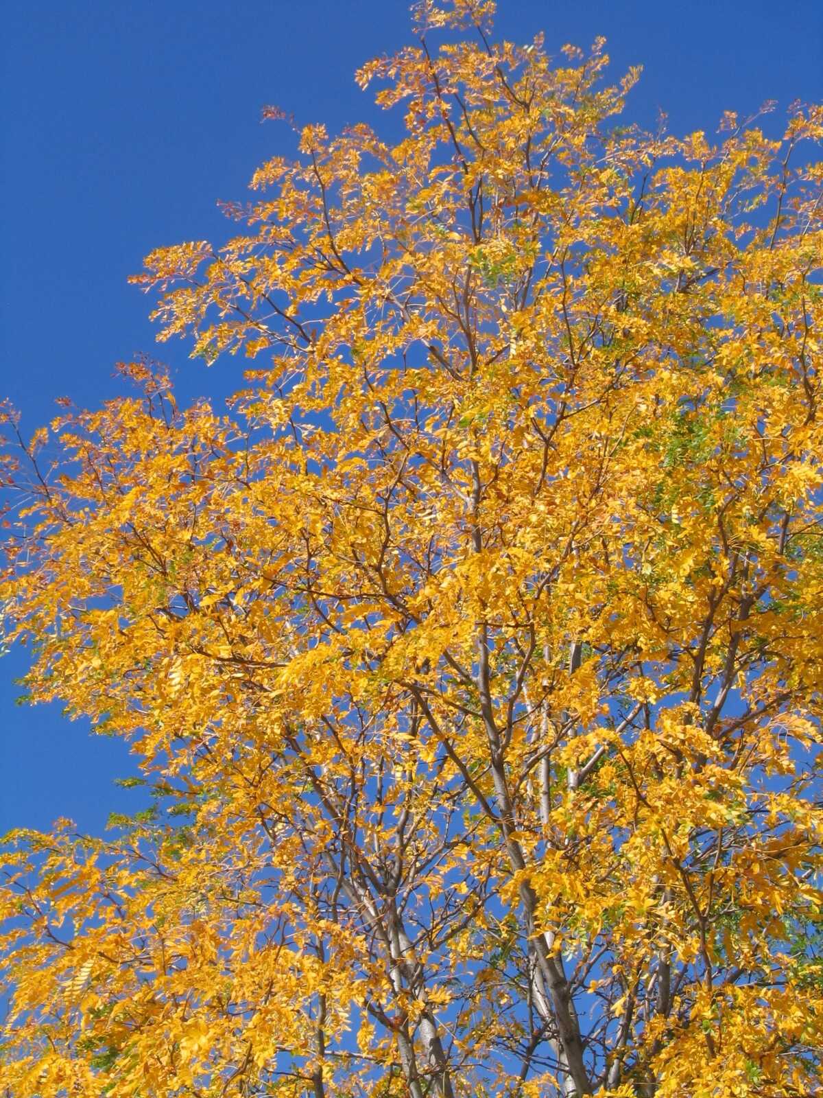 Aspen Tree Wallpapers (53 images) - WallpaperCat