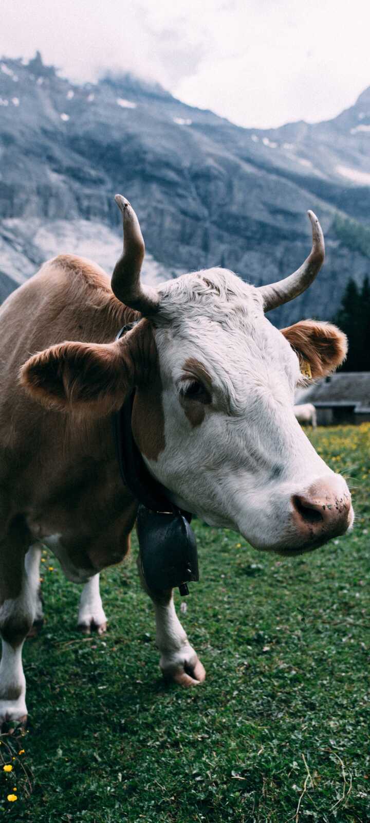 Cow Wallpapers (58 images) - WallpaperCat