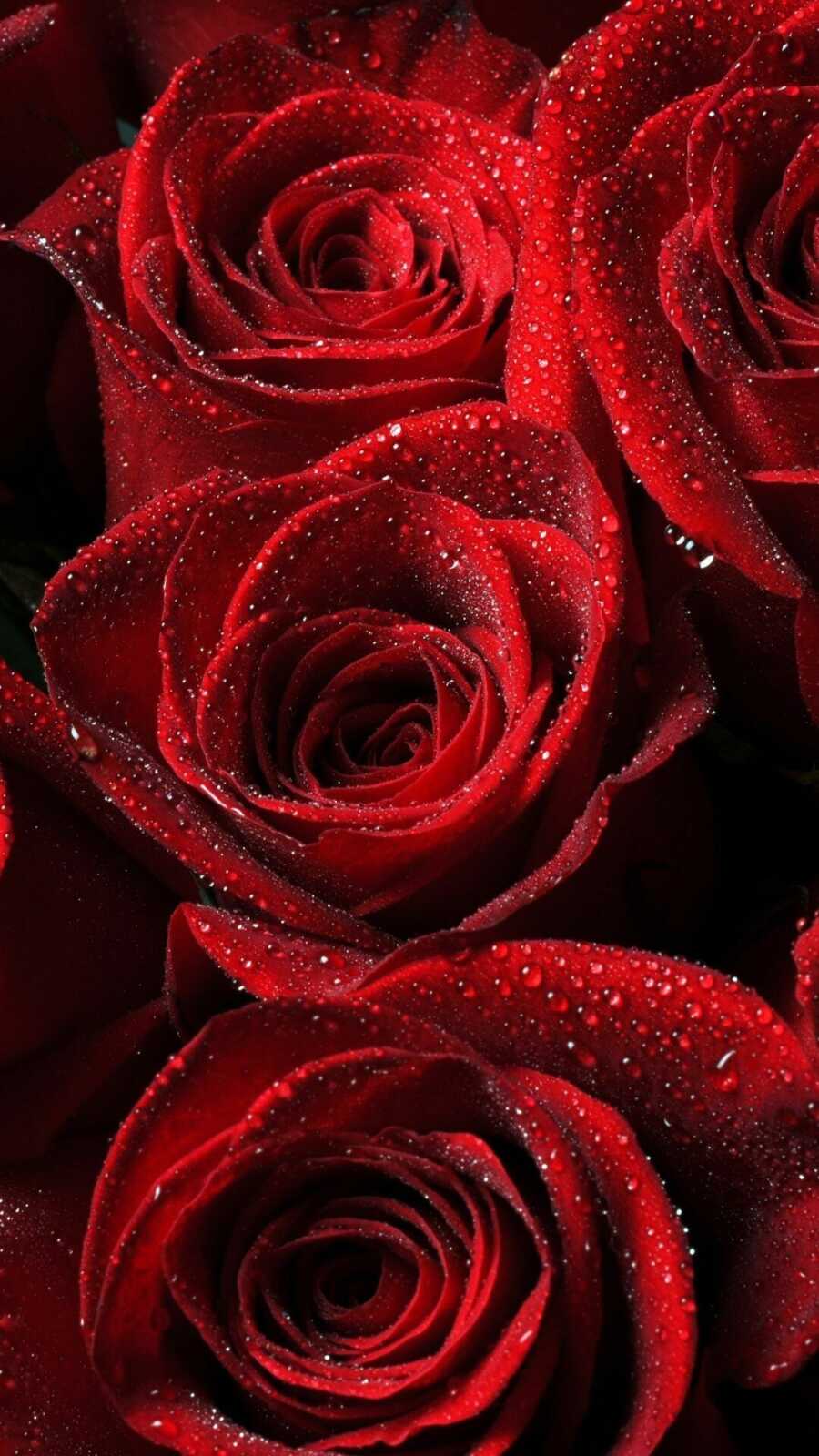 Rose Wallpapers (40 images) - WallpaperCat