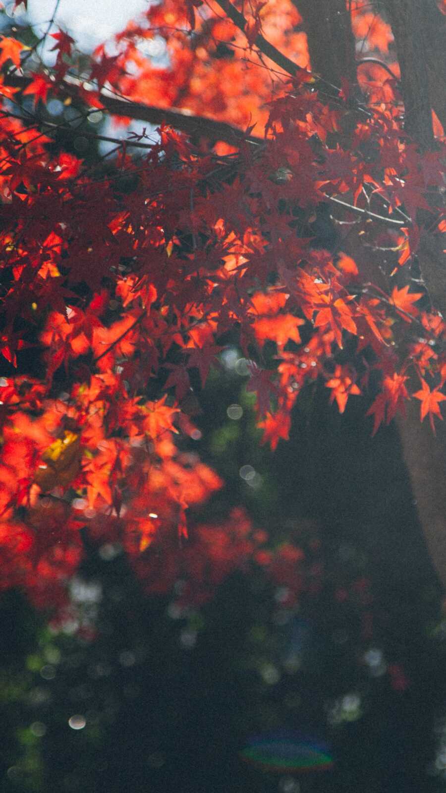 Maple Tree Wallpapers (97 images) - WallpaperCat