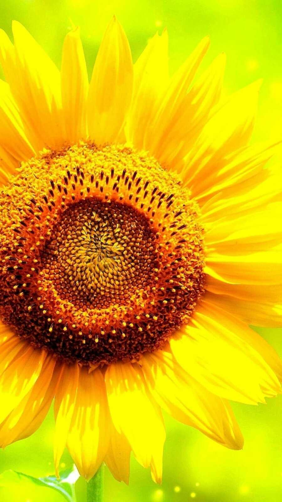 Sunflower Wallpapers (38 images) - WallpaperCat