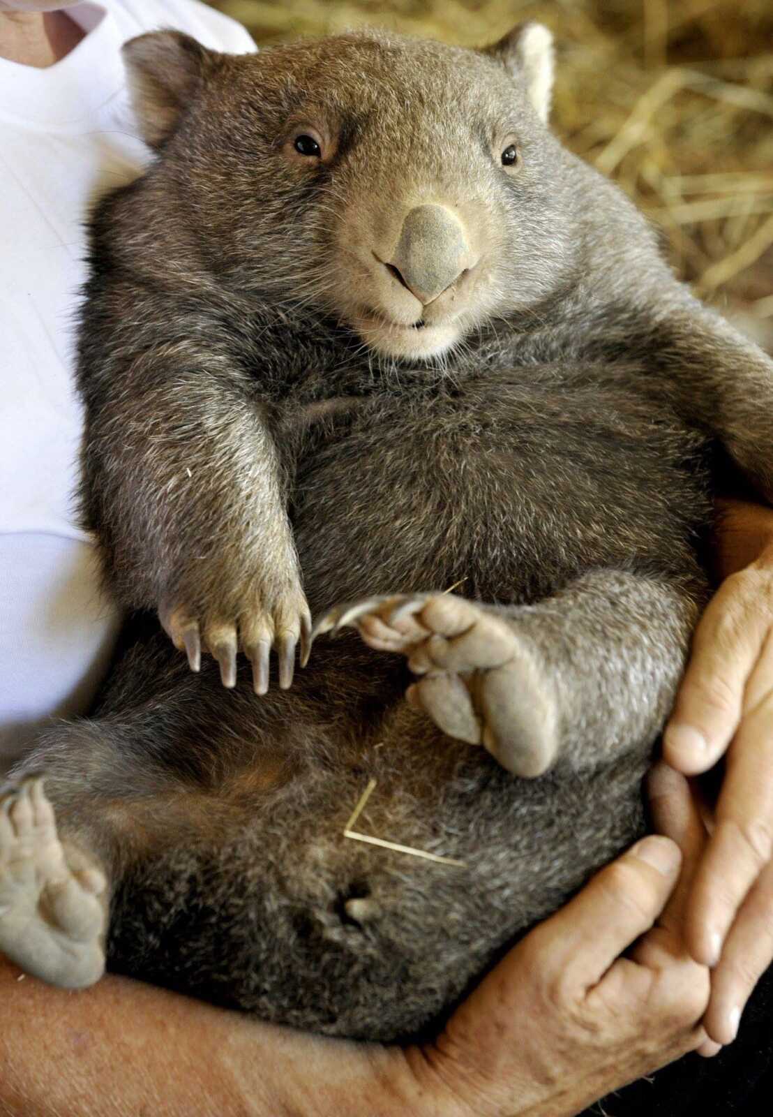 Wombat Wallpapers (35 images) - WallpaperCat
