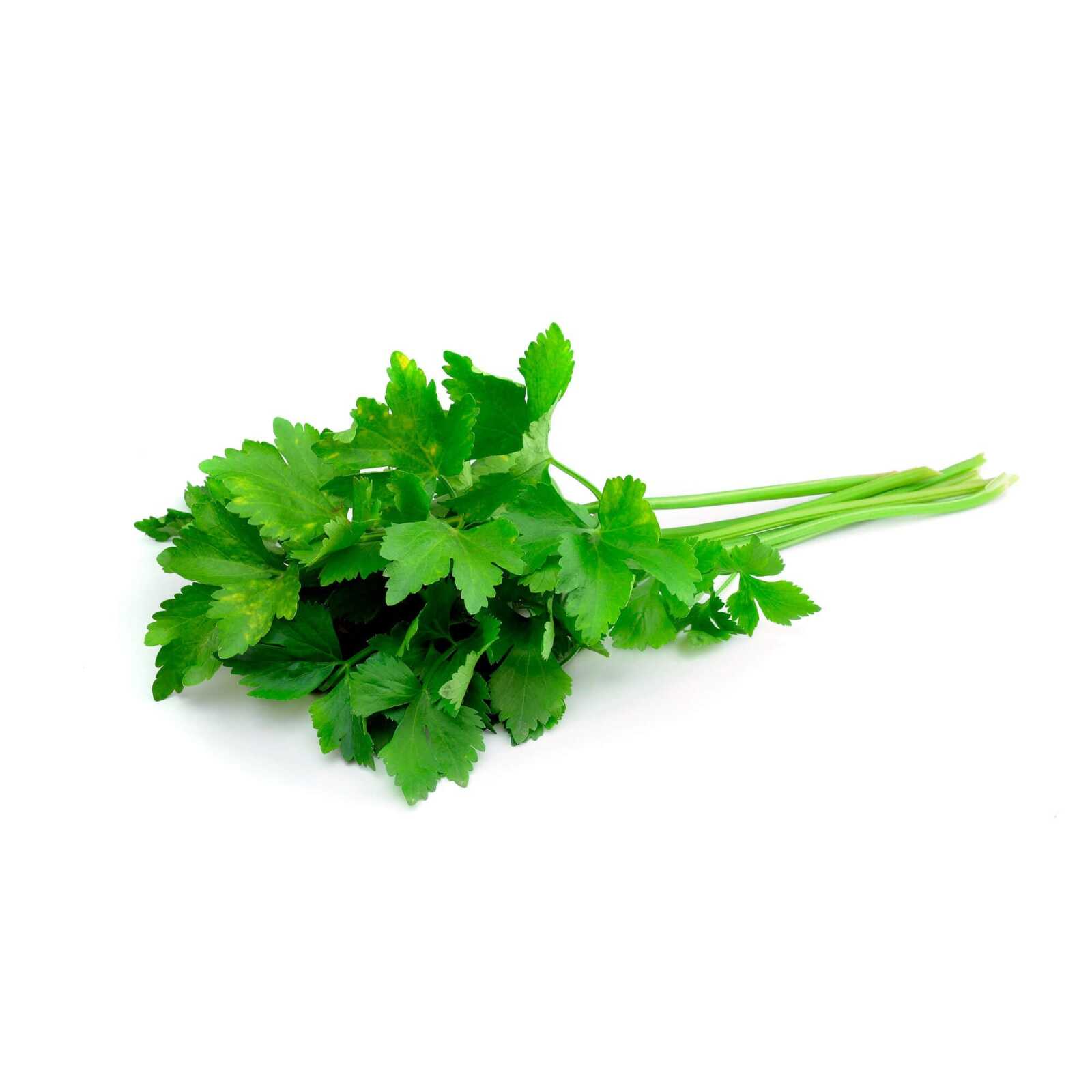 Cilantro Wallpapers (39 images) - WallpaperCat