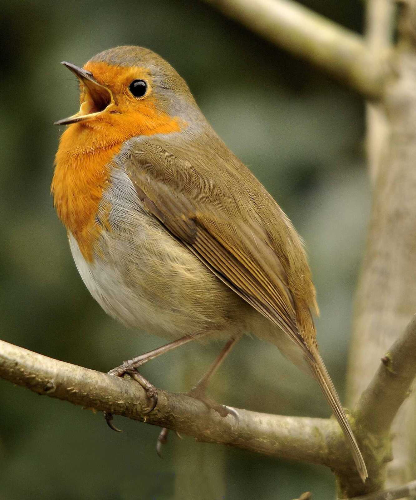 Robin (Bird) Wallpapers (44 images) - WallpaperCat