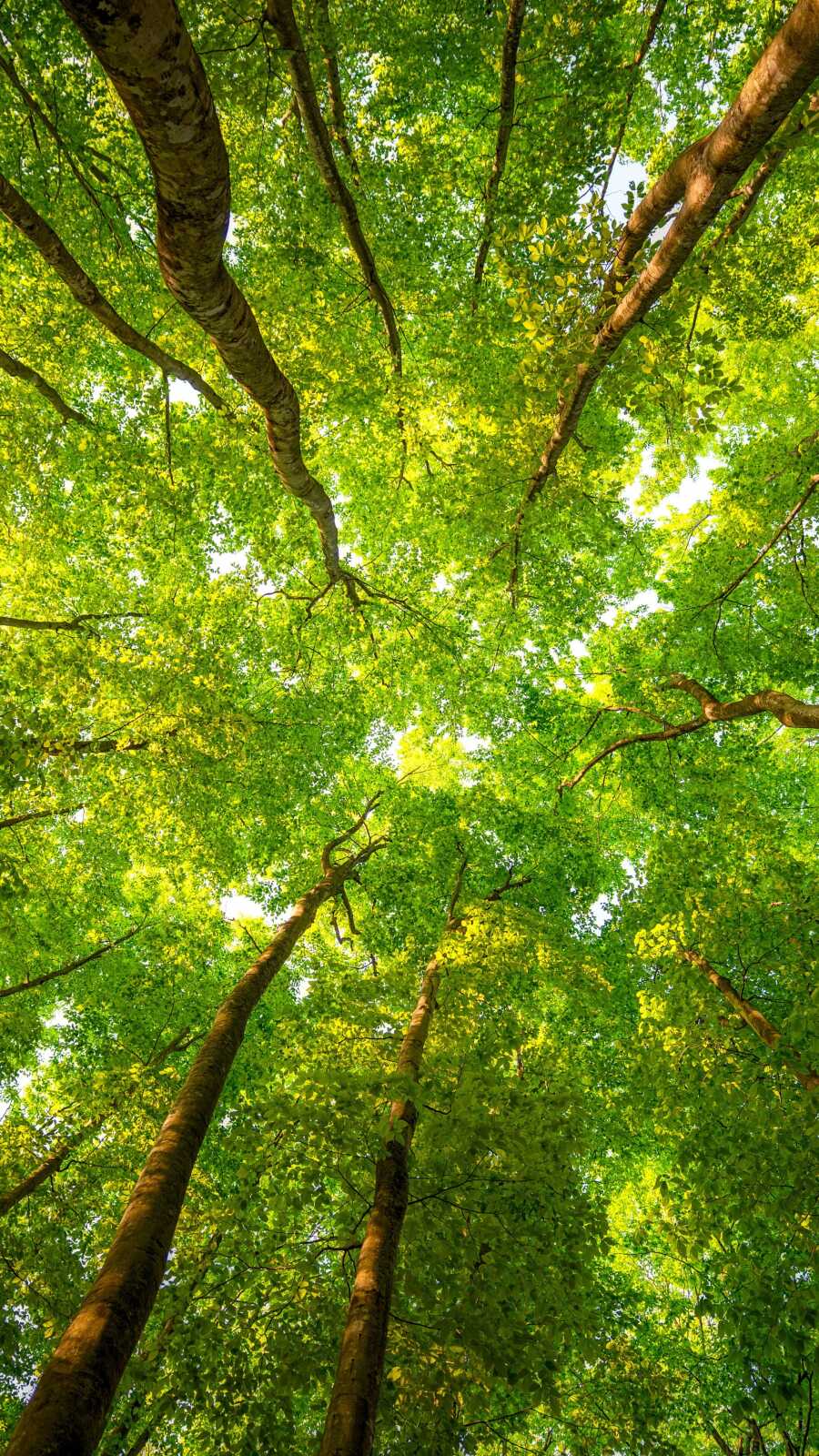 Go Green Wallpapers (48 images) - WallpaperCat
