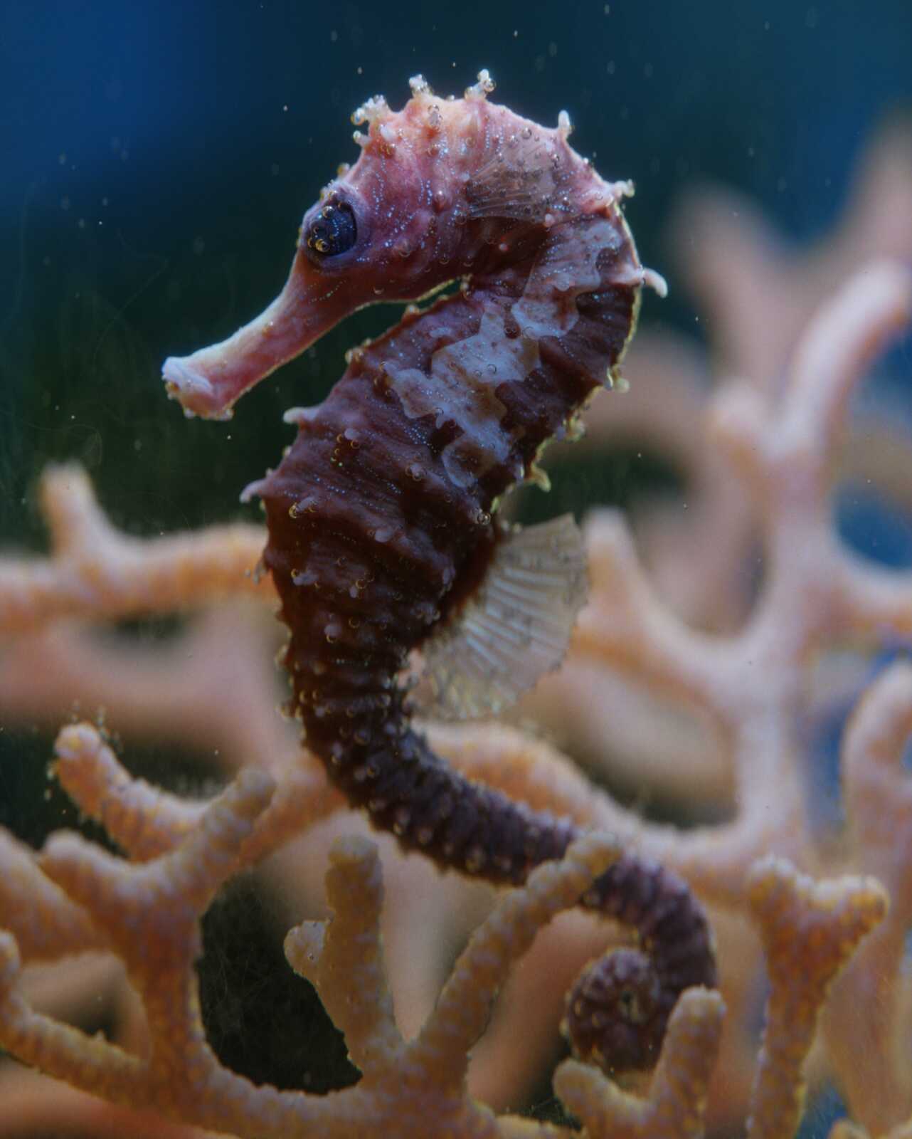 Seahorse Wallpapers (27 images) - WallpaperCat