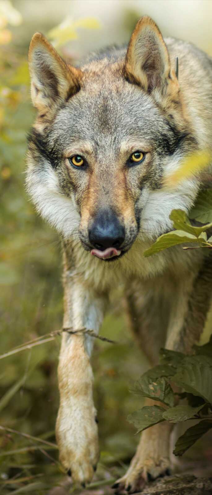 Gray Wolf Wallpapers (44 images) - WallpaperCat